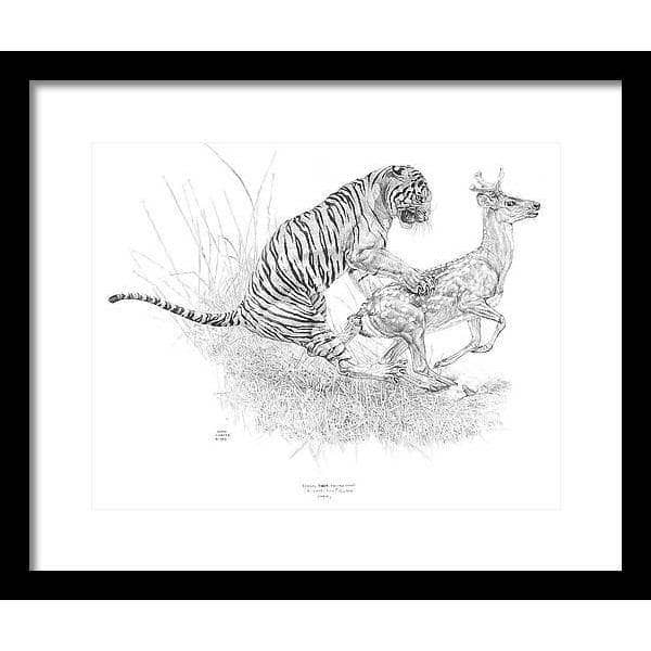 tiger chasing deer drawing