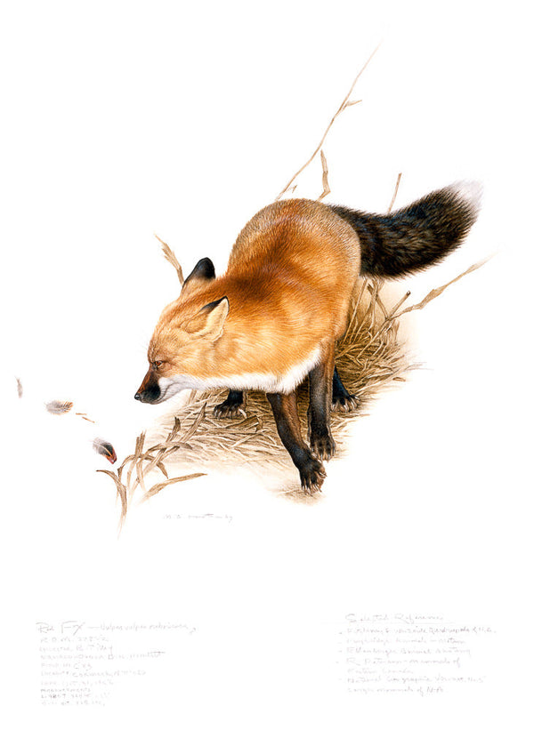 Red Fox by Glen Loates - The Glen Loates Gallery