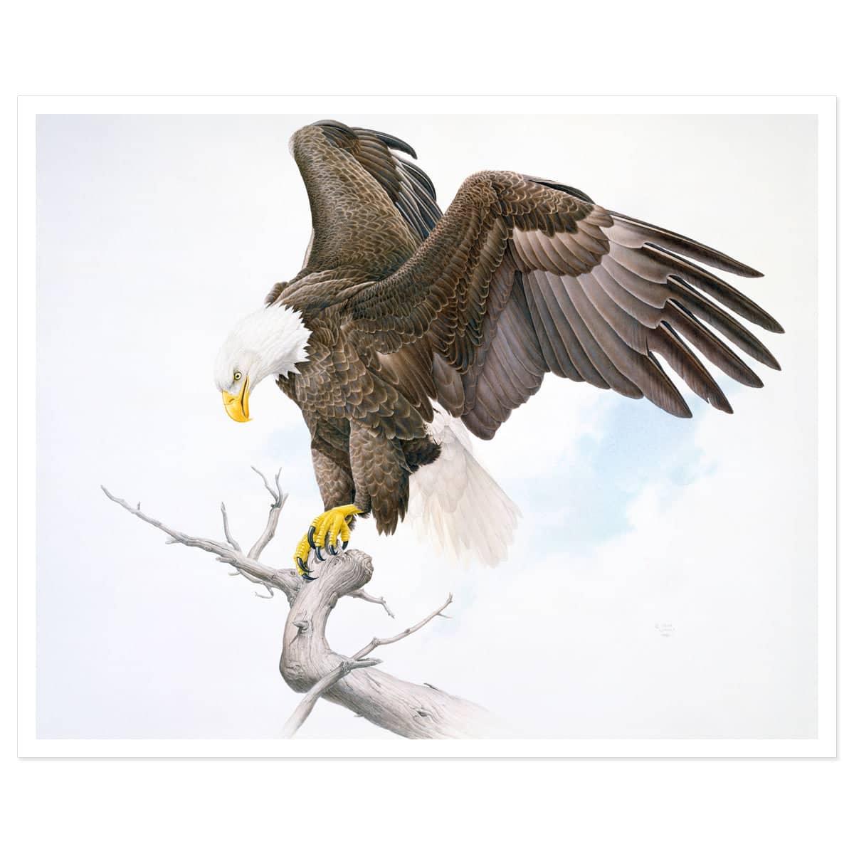 Bald Eagle - Art Print by Glen Loates - The Glen Loates Gallery