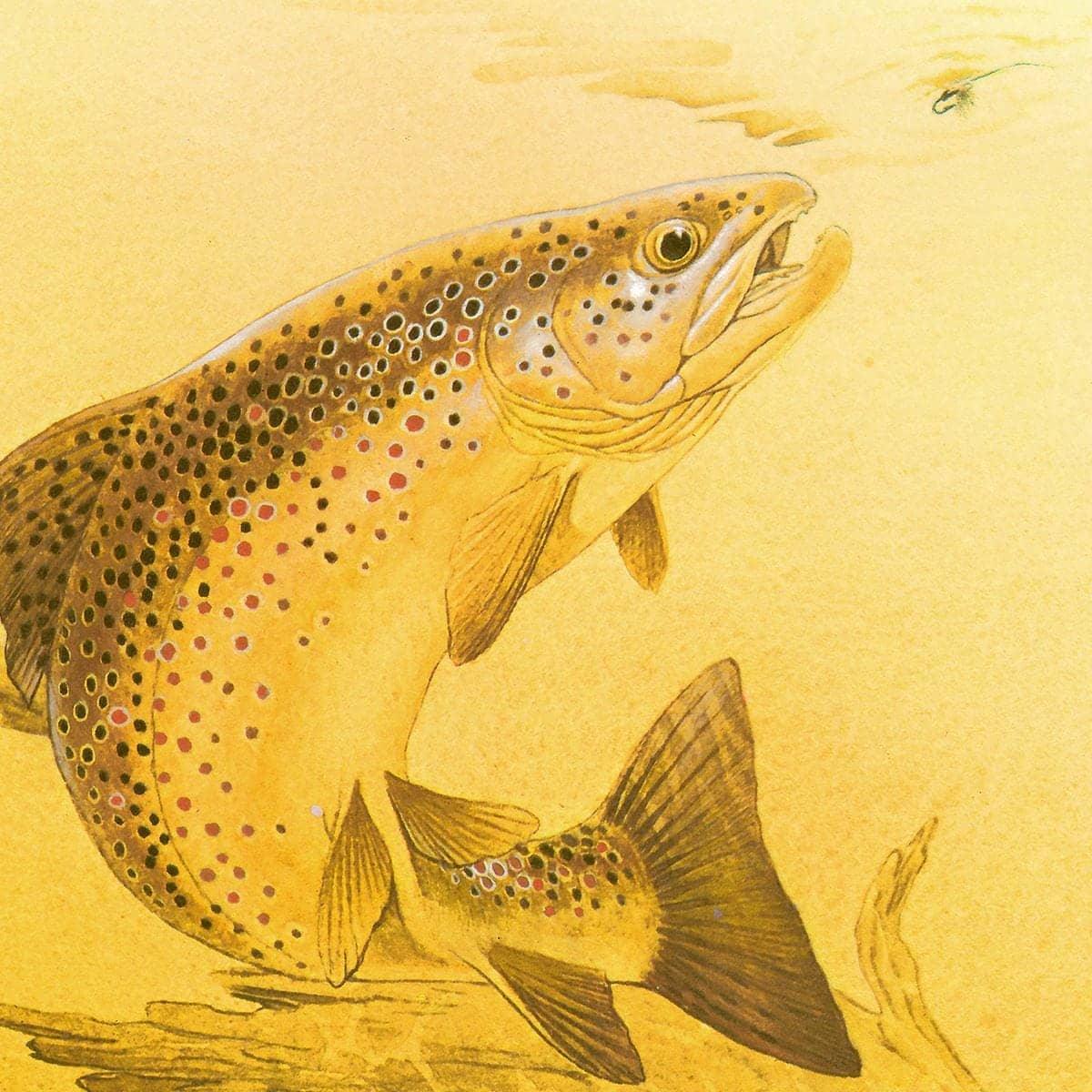 Brown Trout - Art Print by Glen Loates - The Glen Loates Gallery