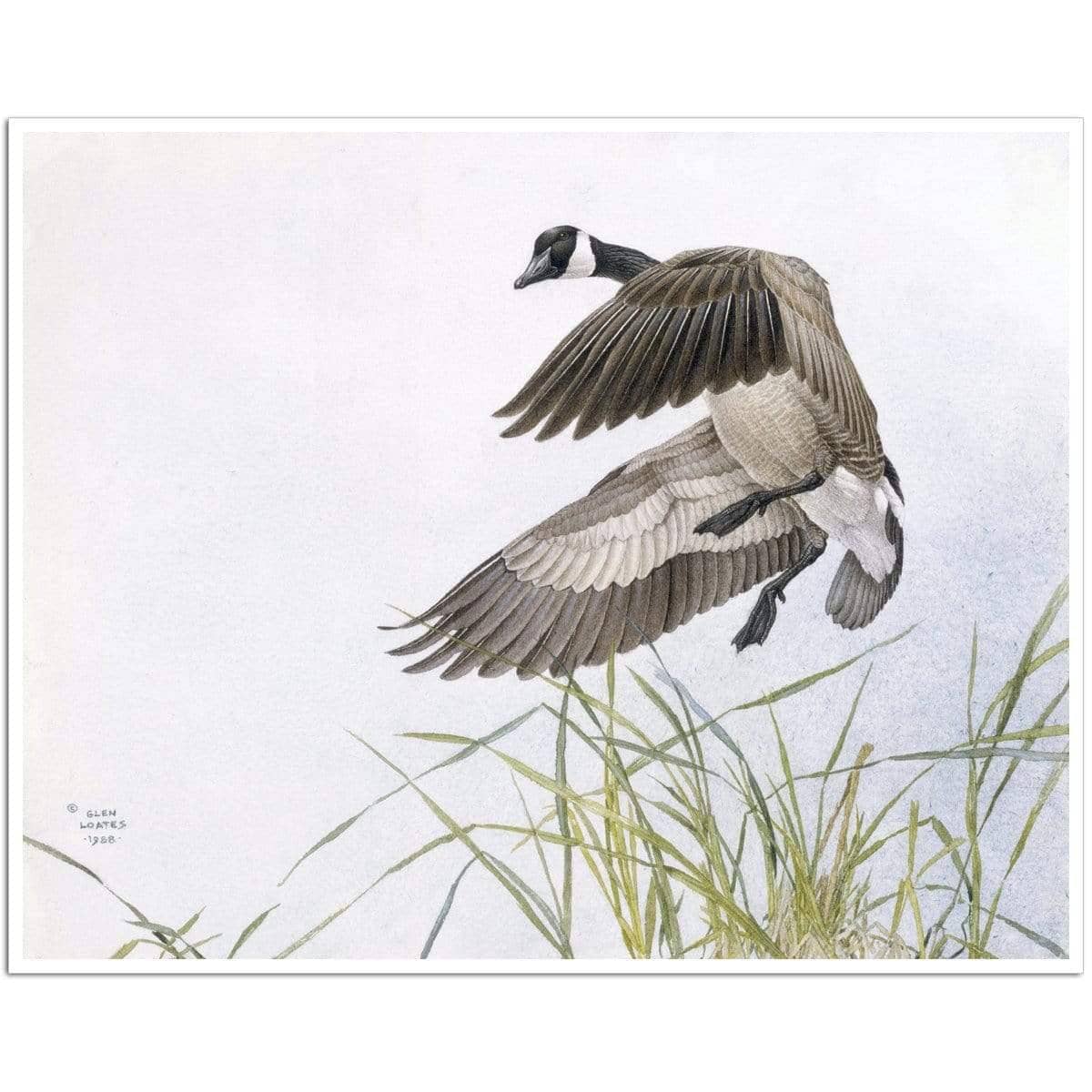 Canada Goose - Art Print by Glen Loates - The Glen Loates Gallery