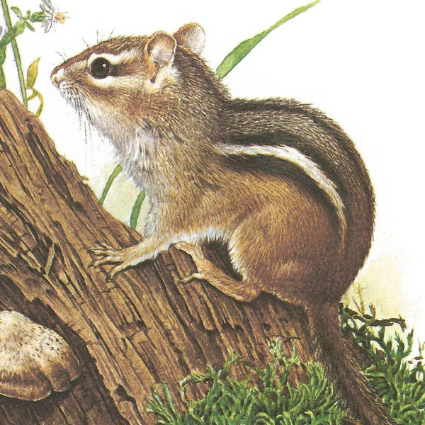Chipmunk And Woodland Blue Butterfly - Art Print by Glen Loates - The ...