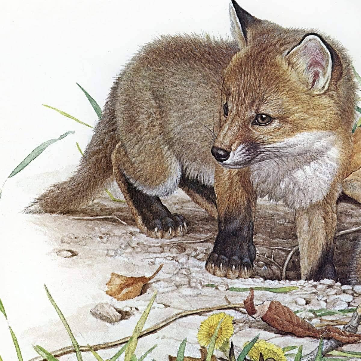 Fox Kits - Art Print by Glen Loates - The Glen Loates Gallery