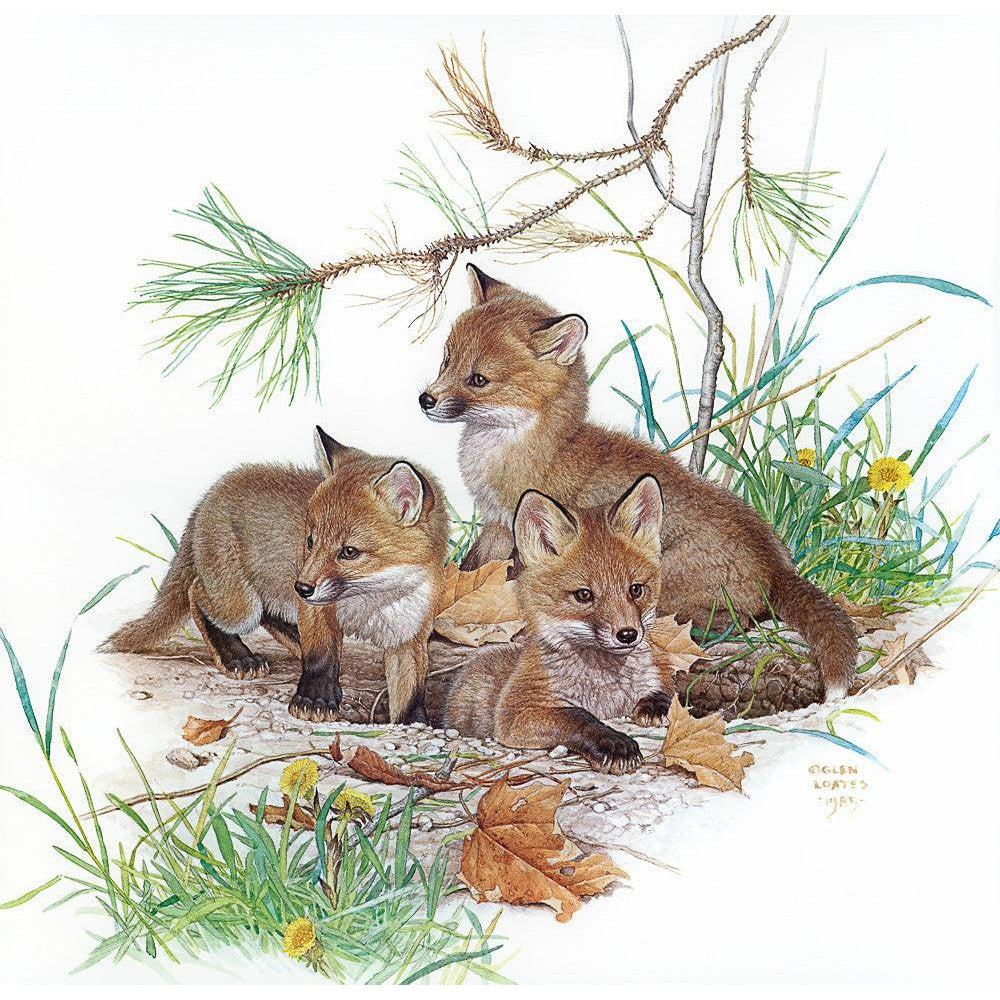 Fox Kits - Art Print by Glen Loates - The Glen Loates Gallery