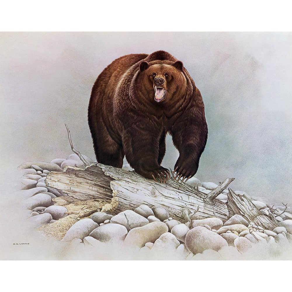 bear artwork prints