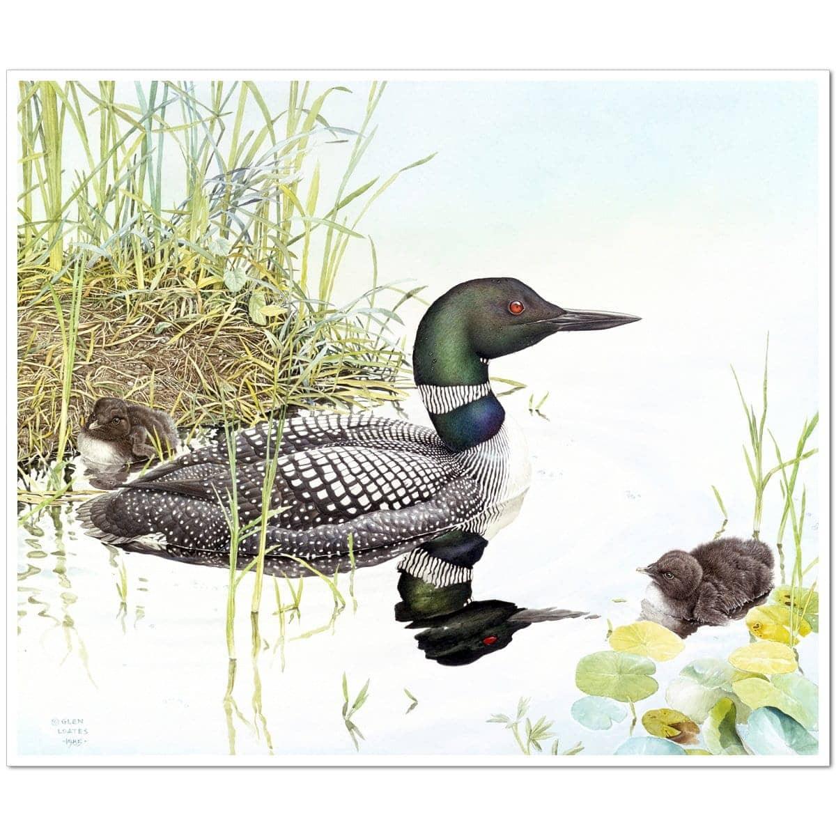 Loon with Young - Art Print by Glen Loates - The Glen Loates Gallery