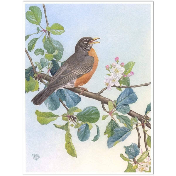 North American Robin with Apple Blossom - Art Print by Glen Loates ...