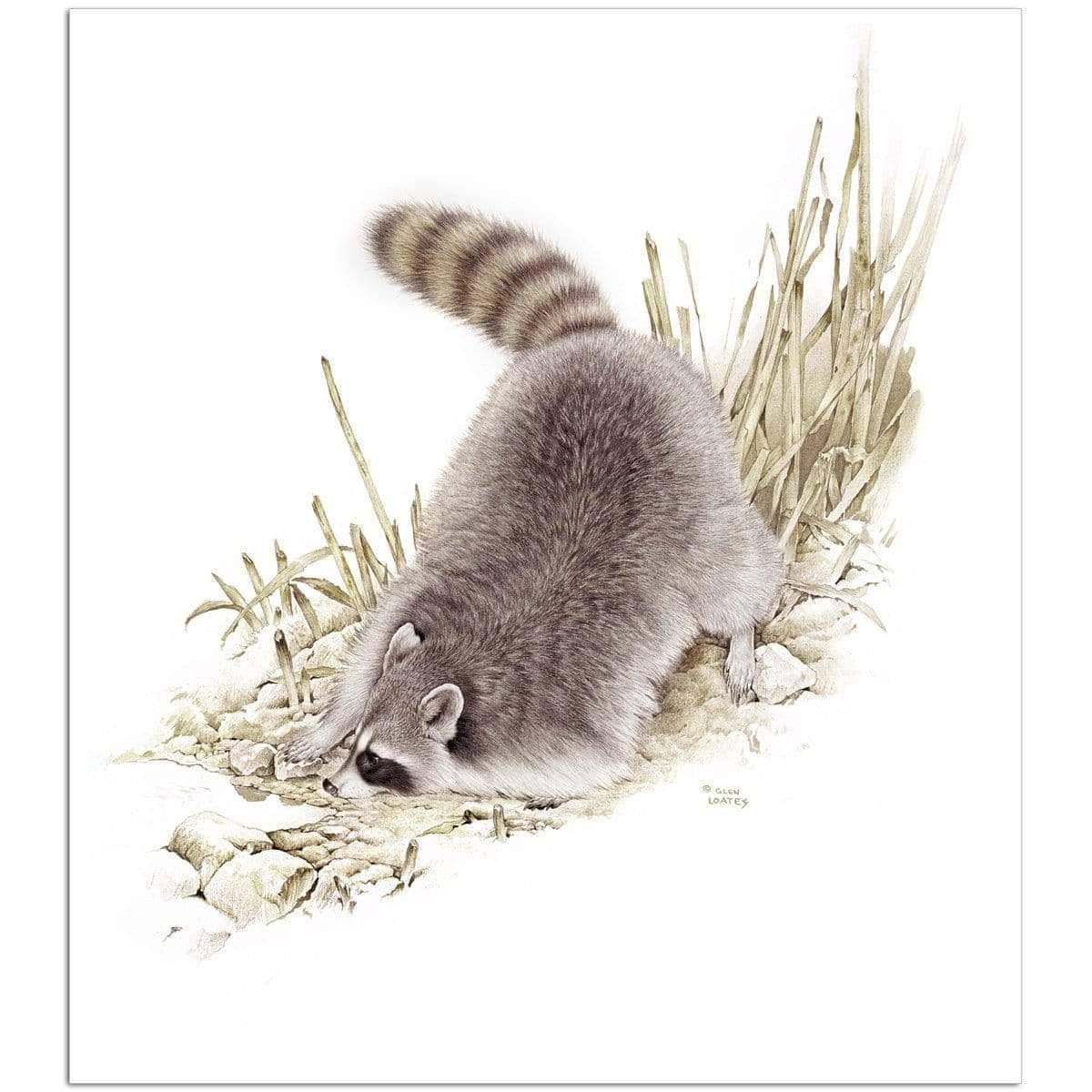Raccoon - Art Print by Glen Loates - The Glen Loates Gallery