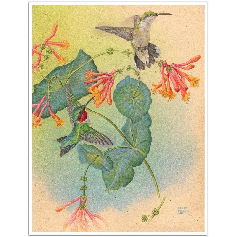 Ruby-throated Hummingbirds with Trumpet Flower - Art Print by Glen ...