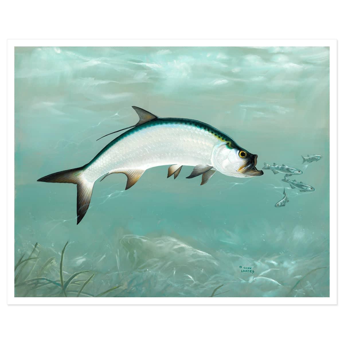 Tarpon - Art Print by Glen Loates - The Glen Loates Gallery